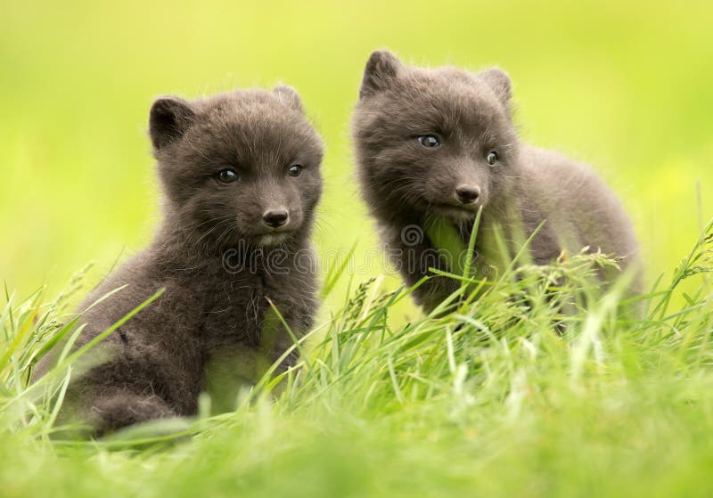 Vrouwelijke Poolvos Met Welpen in Weide Stock Foto - Image of zoogdier ...