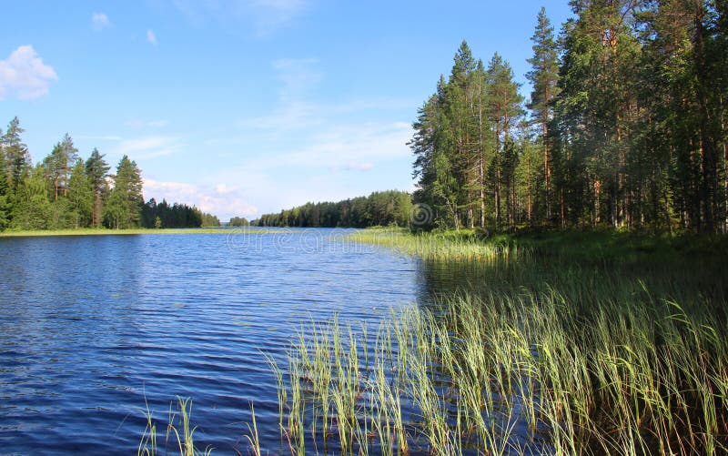 Lagos Y Bosques Hermosos De Finlandia Foto de archivo - Imagen de verde ...
