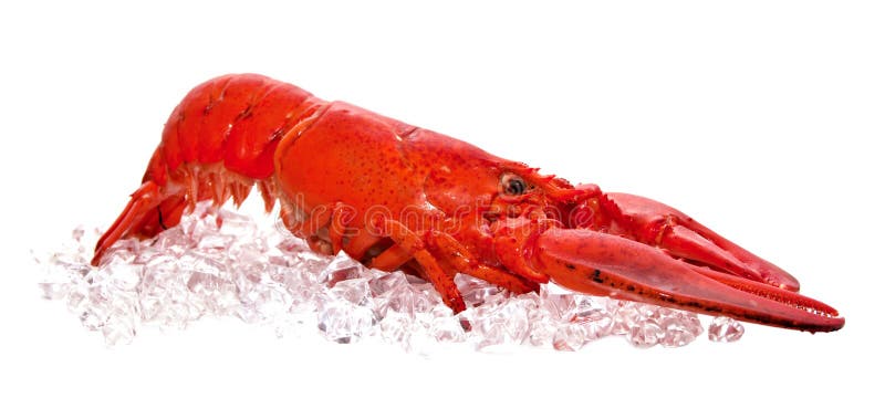 Lagosta imagem de stock. Imagem de completamente, gourmet - 17526949