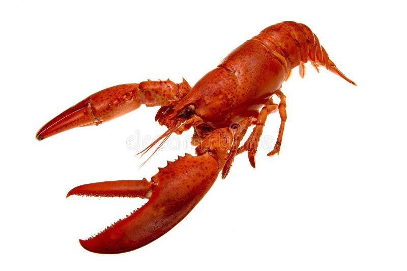 Lagosta foto de stock. Imagem de lagosta, marisco, animal - 6611382