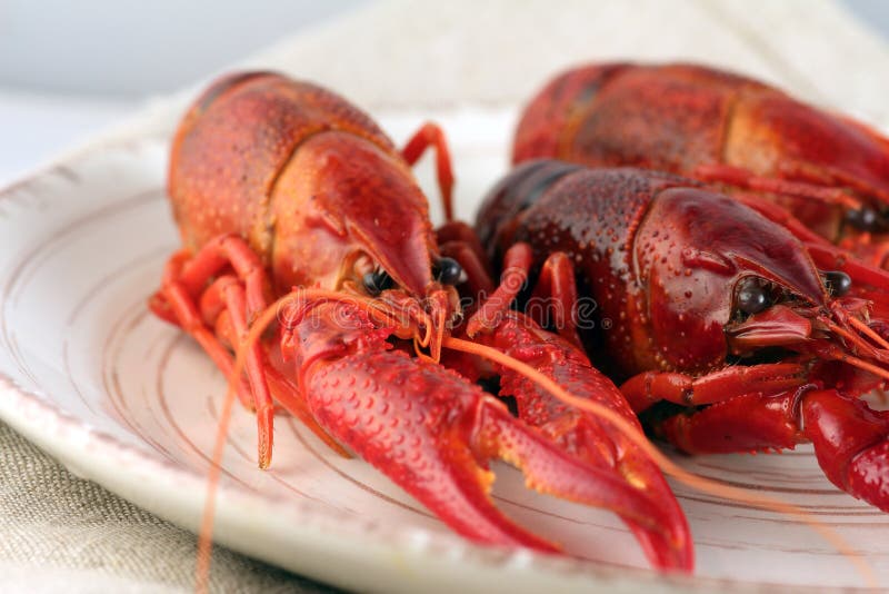 Lagostins foto de stock. Imagem de alimento, tradicional - 58696958