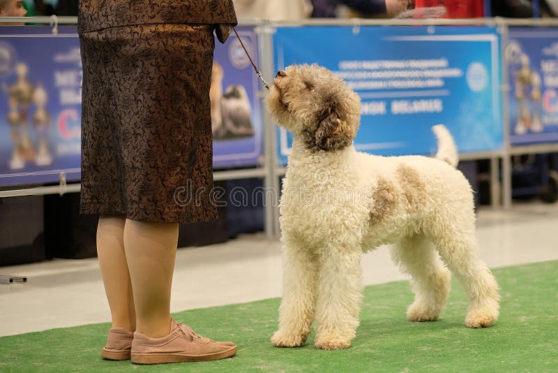 Lagotto Romagnolo S Dog in the Dog Show Stand Editorial Image - Image ...