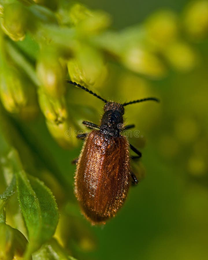 Lagria hirta stock photo. Image of gras, green, gnawing - 46082382