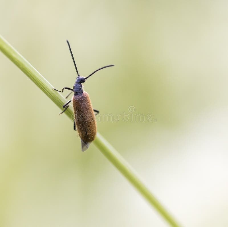Lagria hirta stock photo. Image of gras, green, gnawing - 46082382