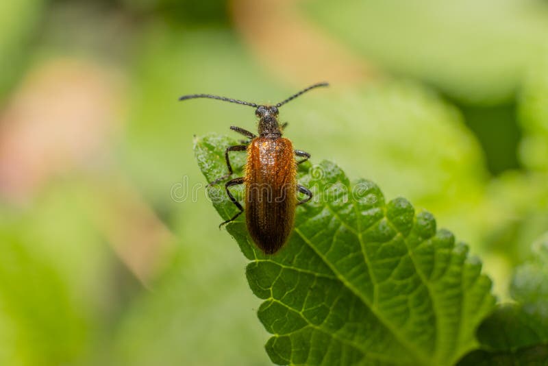 Lagria Hirta stock photo. Image of insect, beetle, flower - 258530458