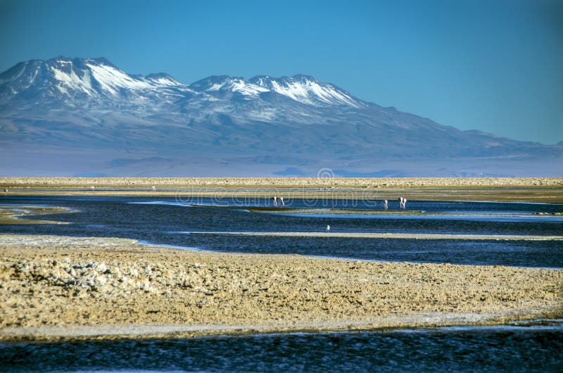 Laguna Chaxa, Chile stock image. Image of area, cone - 61719085