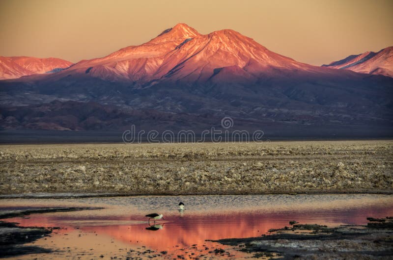 Laguna Chaxa, Chile stock photo. Image of beautiful, lagoon - 63312494