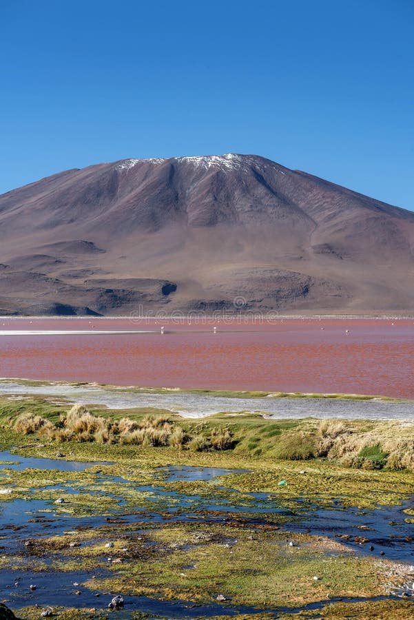 Laguna Colorada Red Lagoon, Bolivia Stock Image - Image of environment ...