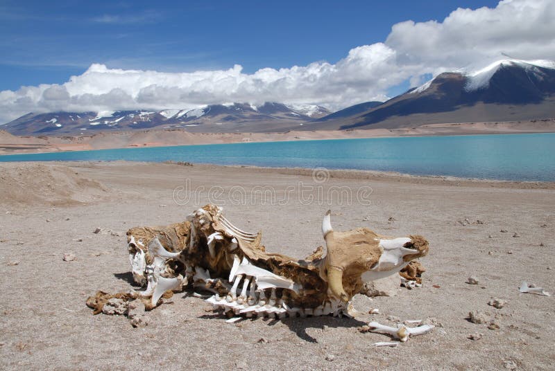 Laguna Verde in Atacama Desert Stock Photo - Image of skeleton, atacama ...