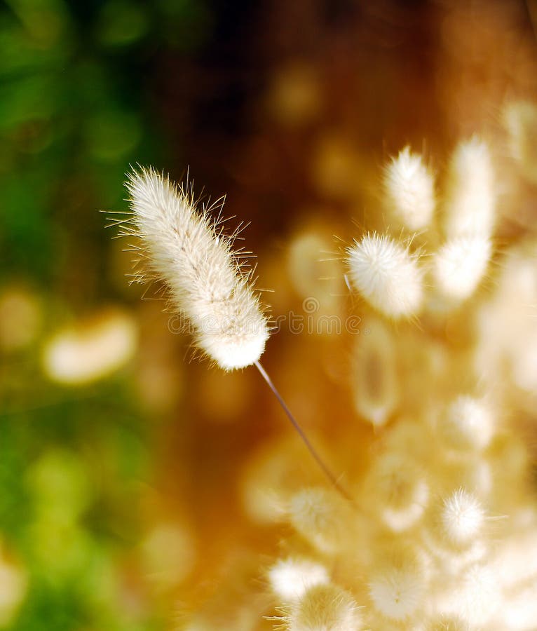 Lagurus Plant,Bunny Tail Grass. Stock Photo - Image of plant ...