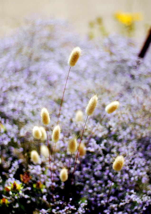Lagurus Plant,Bunny Tail Grass. Stock Photo - Image of plant ...