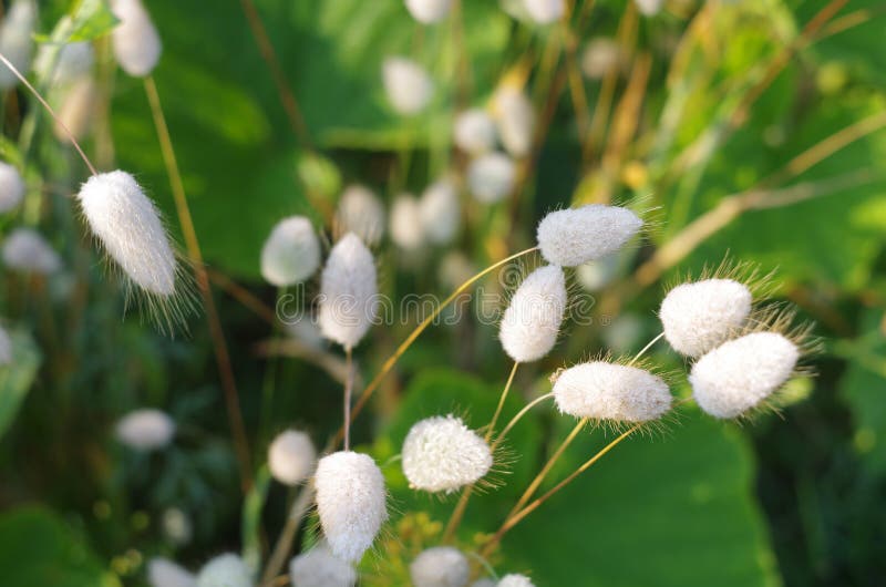 Lagurus plant, close up stock photo. Image of lagurus - 59447096