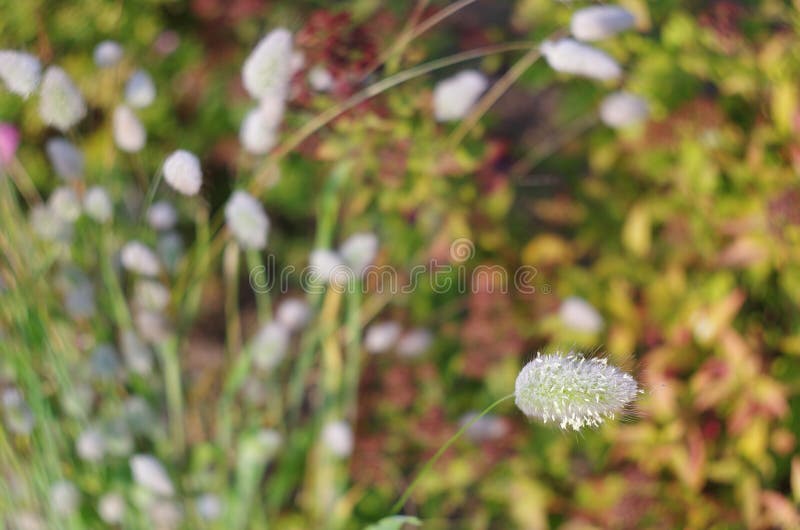 Lagurus Plant,Bunny Tail Grass. Stock Photo - Image of plant ...