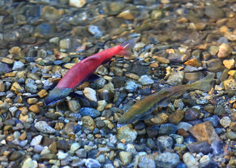Laichen der Lachse stockbild. Bild von züchten, sockeye - 27189919