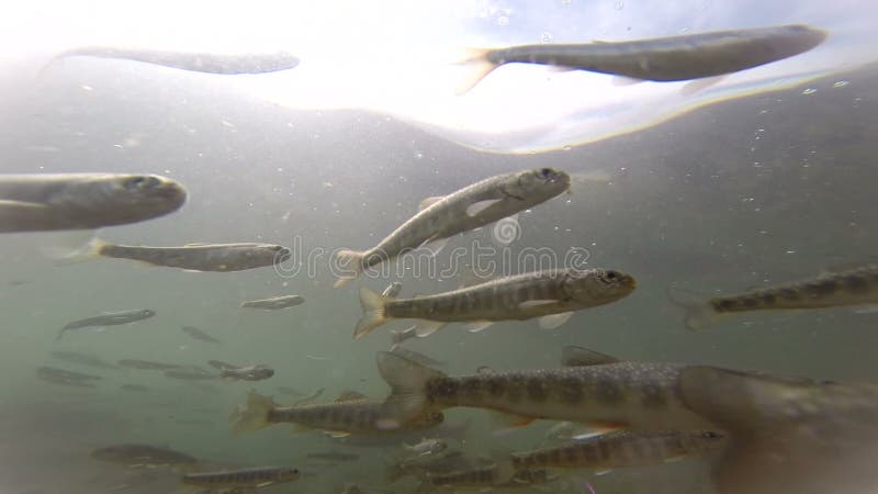 Laichen des Rotlachses stock video. Video von leer, lachse - 45036675