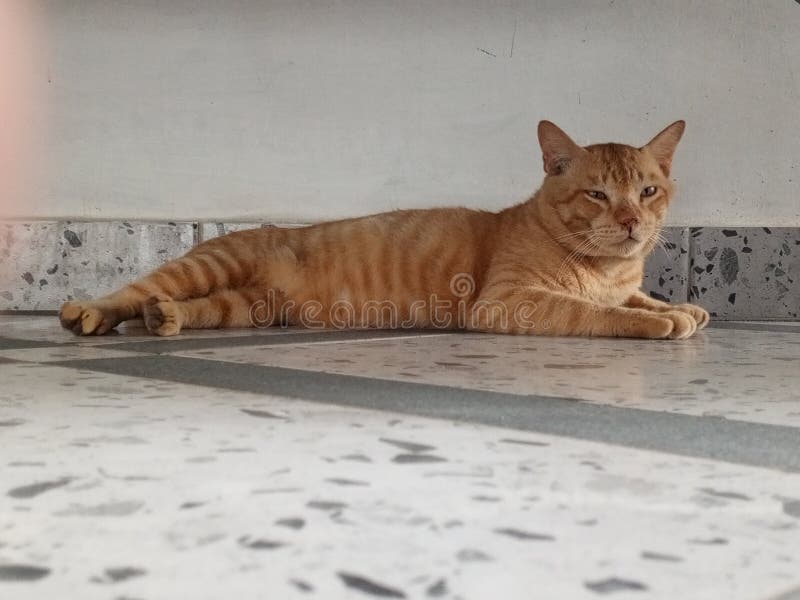 A Laid-back Orange Tabby Cat Stock Photo - Image of tabby, back: 380548216