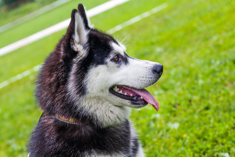 Weibchen-und Hundewestsibirier Laika Stockbild - Bild von ruhig, jung ...