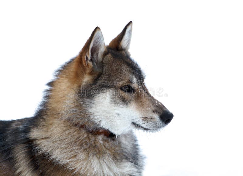 Laika-Hund stockfoto. Bild von schnee, porträt, haustiere - 57772946