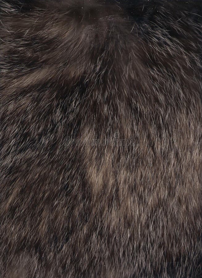 331 Peau De Castor Photos libres de droits et gratuites de Dreamstime