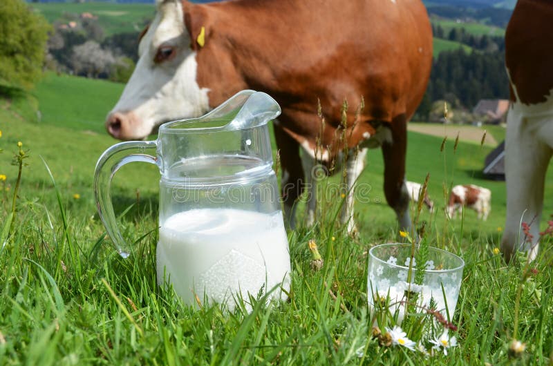 Lait et vaches photo stock. Image du idyllique, prairie - 53617420