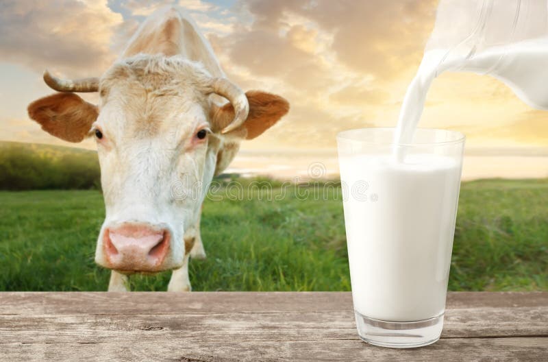 Lait Se Renversant Avec La Vache Image stock - Image du nourriture ...