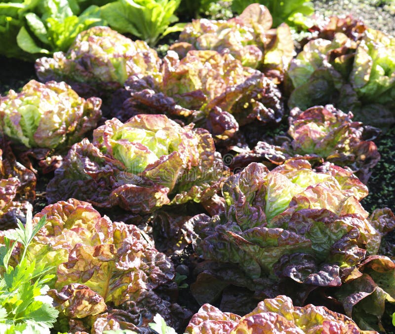 Laitue photo stock. Image du laitue, lame, texture, salade - 19935806