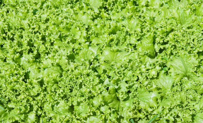 Laitue image stock. Image du repas, ration, feuillage - 22944793