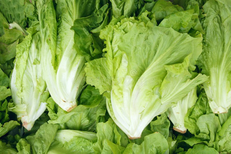 Laitue image stock. Image du frais, fermer, vert, romaine - 29668161