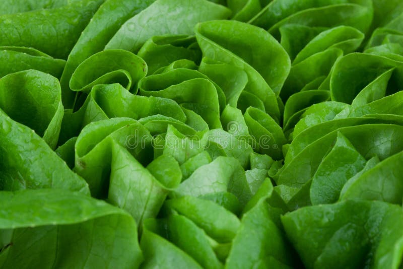 Laitue image stock. Image du laitue - 22944793