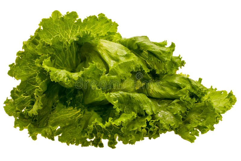 Laitue image stock. Image du froid, été, verts, nourriture - 5331391