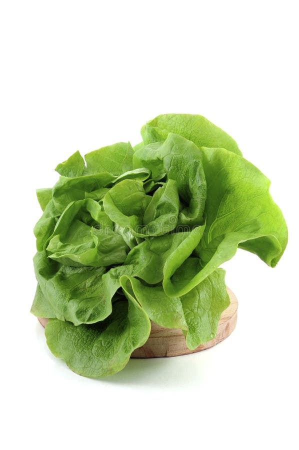 Laitue avec la racine photo stock. Image du jardinage - 27062902