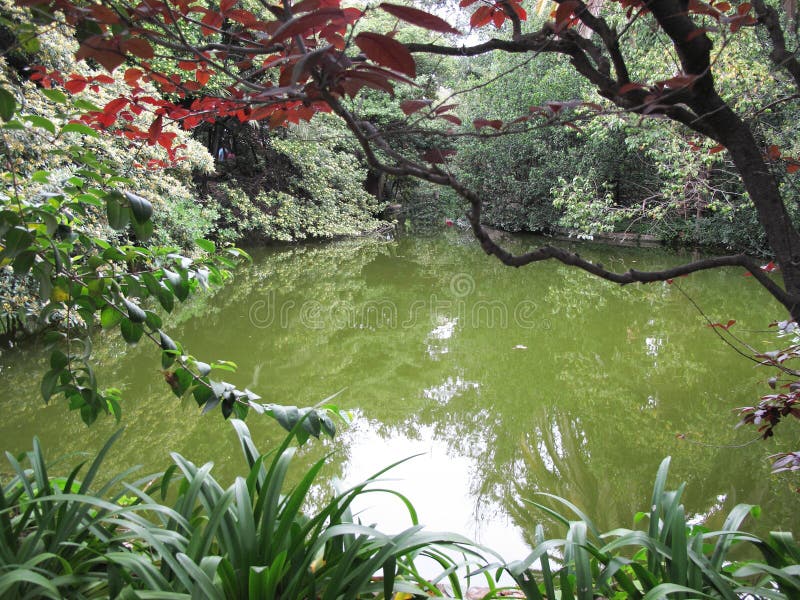 Lake stock photo. Image of trees, purity, landscape, calm - 24914836