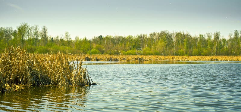 Lake stock photo. Image of cane, view, marsh, scenery - 38431214