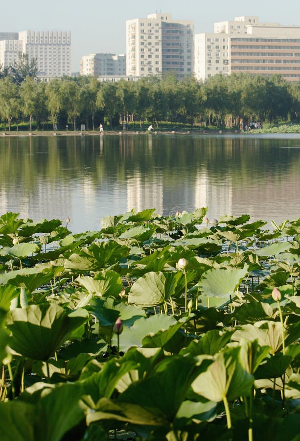 Lake stock image. Image of lake, building, lotus, buildings - 7511657