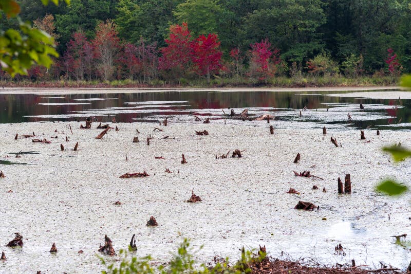 Wetland Pond in Forest with Algae and Stumps in Autumn Stock Photo ...