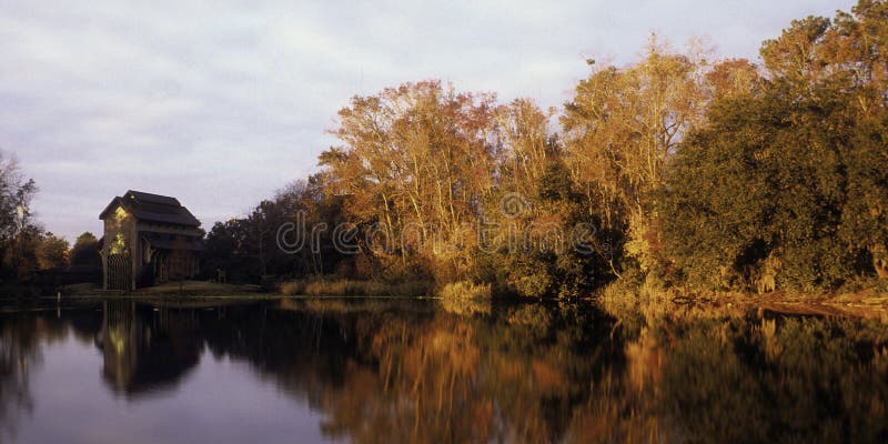 Lake Alice in gainesville stock image. Image of leaf - 14255079