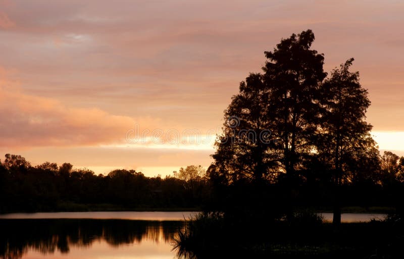 Lake Alice in gainesville stock image. Image of leaf - 14255079