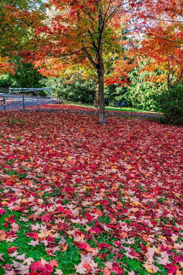 Lake Autumn Leaves 2 stock image. Image of autumn, ground - 342681233