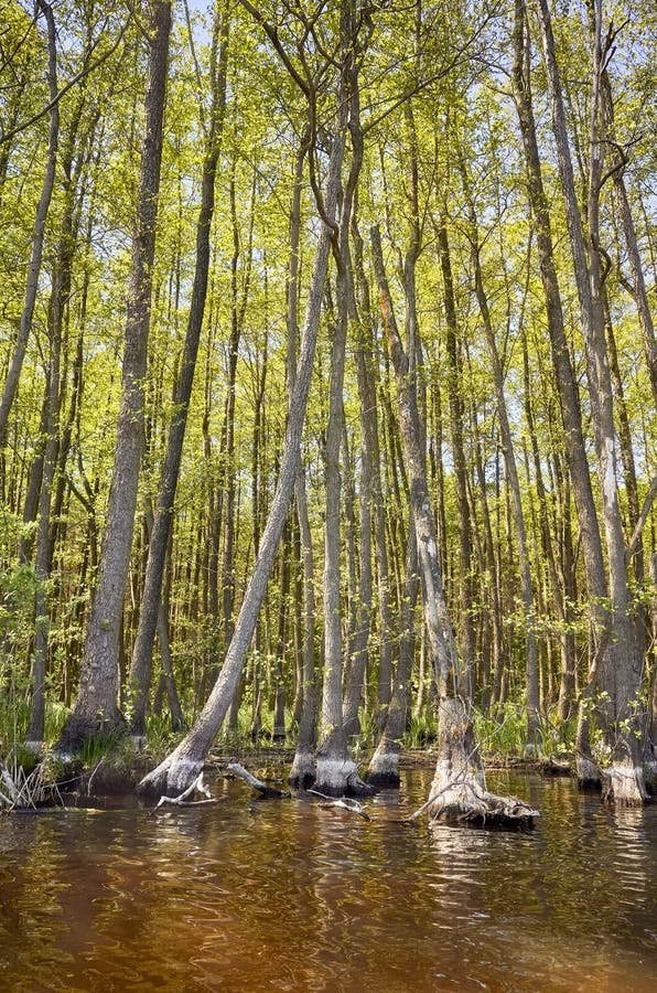 Lake Bank with Trees in Water Stock Photo - Image of nature, view ...