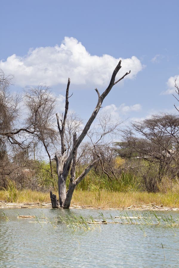 Lake Baringo, Kenya stock image. Image of green, nature - 40295655
