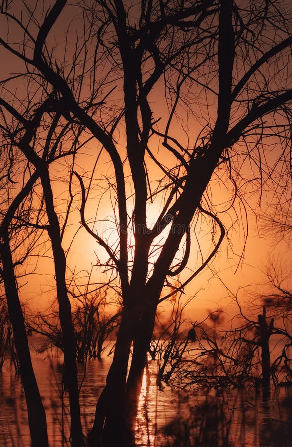 Lake Baringo - Rift Valley - Kenya Stock Image - Image of scenery ...