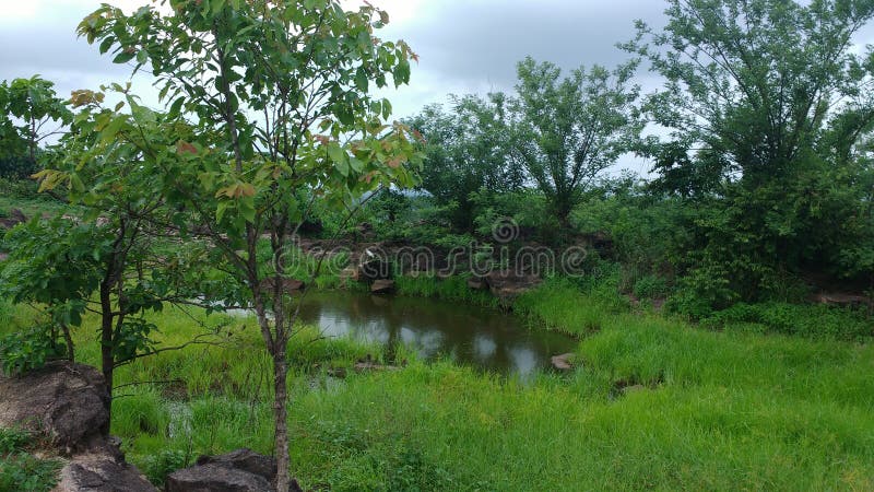 Lake stock photo. Image of trees, scenes, greenery, beautiful - 126910254