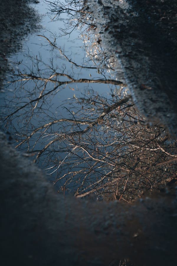 Lake behind tree branches stock image. Image of pond - 268845089