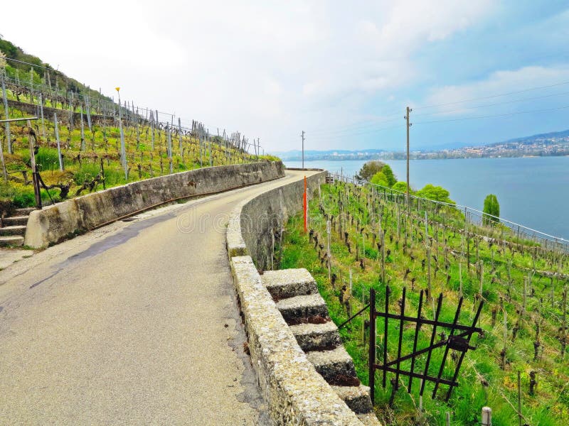 Lake Biel stock photo. Image of growing, bienne, grapes - 68543226