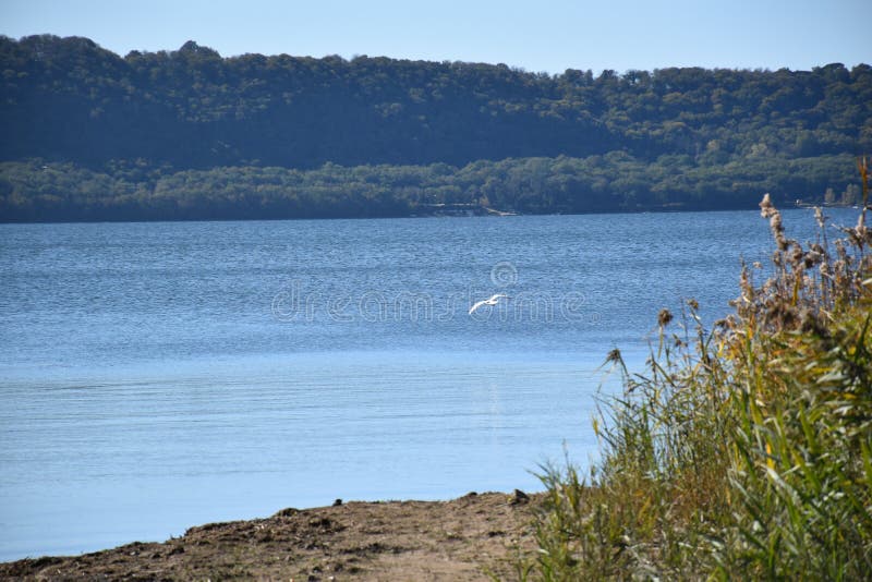 Lake bird stock image. Image of mountain, tree, panoramic - 102805711