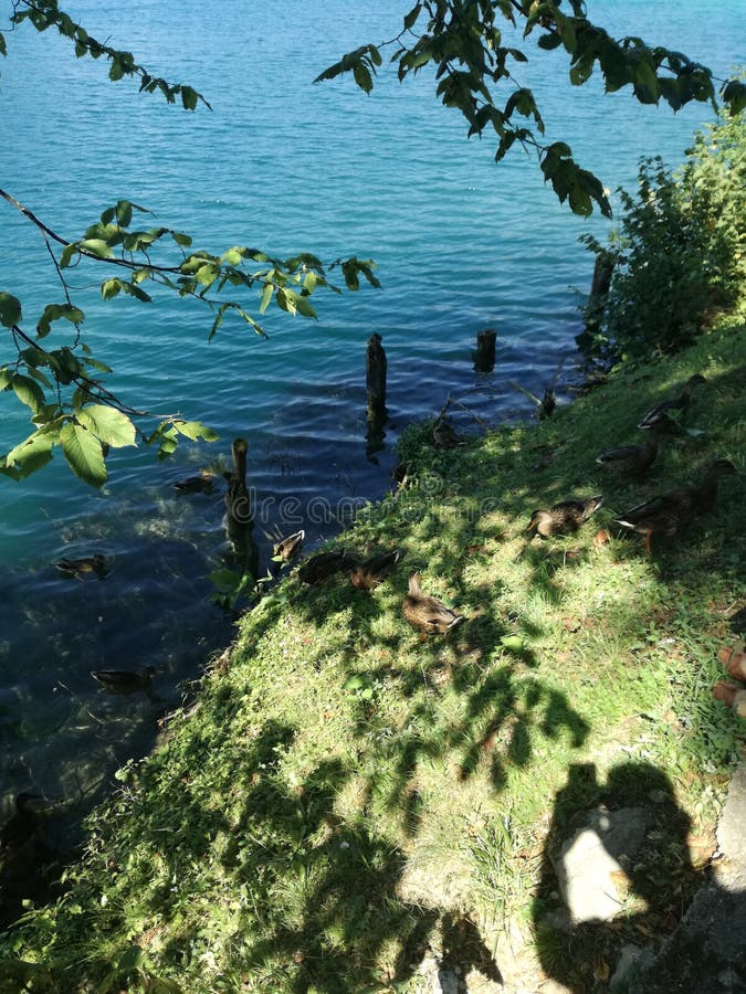 Lake blade in Slovenia stock image. Image of slovenia - 192050271