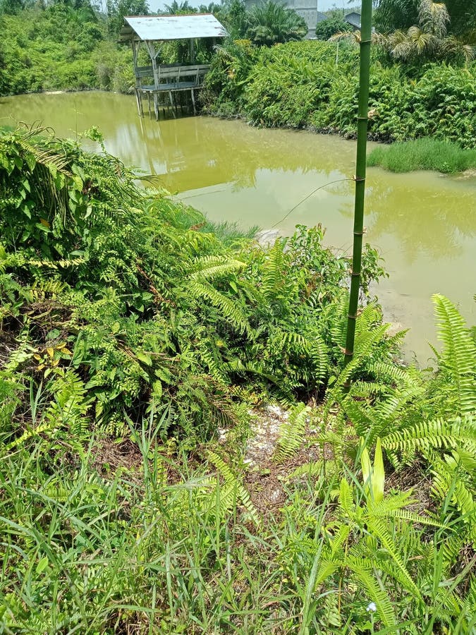 Lake and bush stock photo. Image of lake, bush, water - 300983734