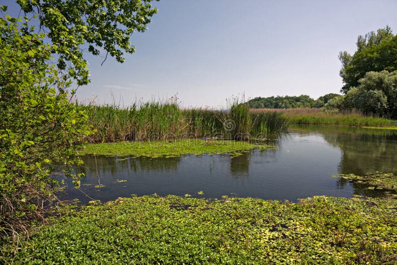 By the Lake between Bushes and Reeds Stock Image - Image of tranquil ...