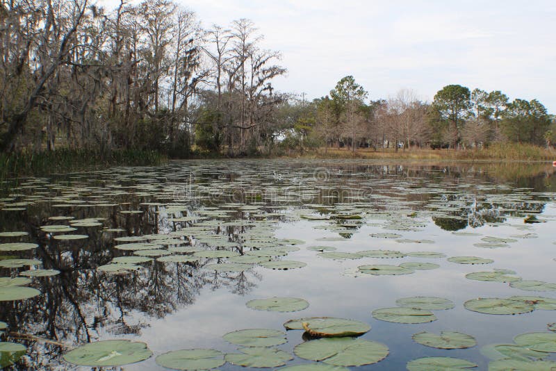 Lake on calm fall stock photo. Image of fall, park, flowers - 142595080