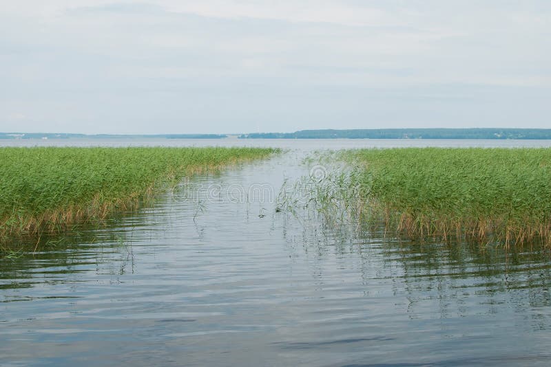 Lake with cane stock photo. Image of blue, overgrown - 15769582